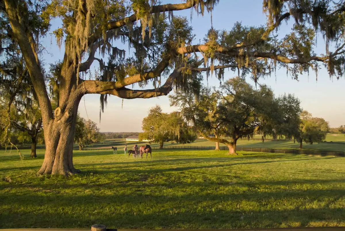 The 6 BEST public golf courses in Ocala, Florida!